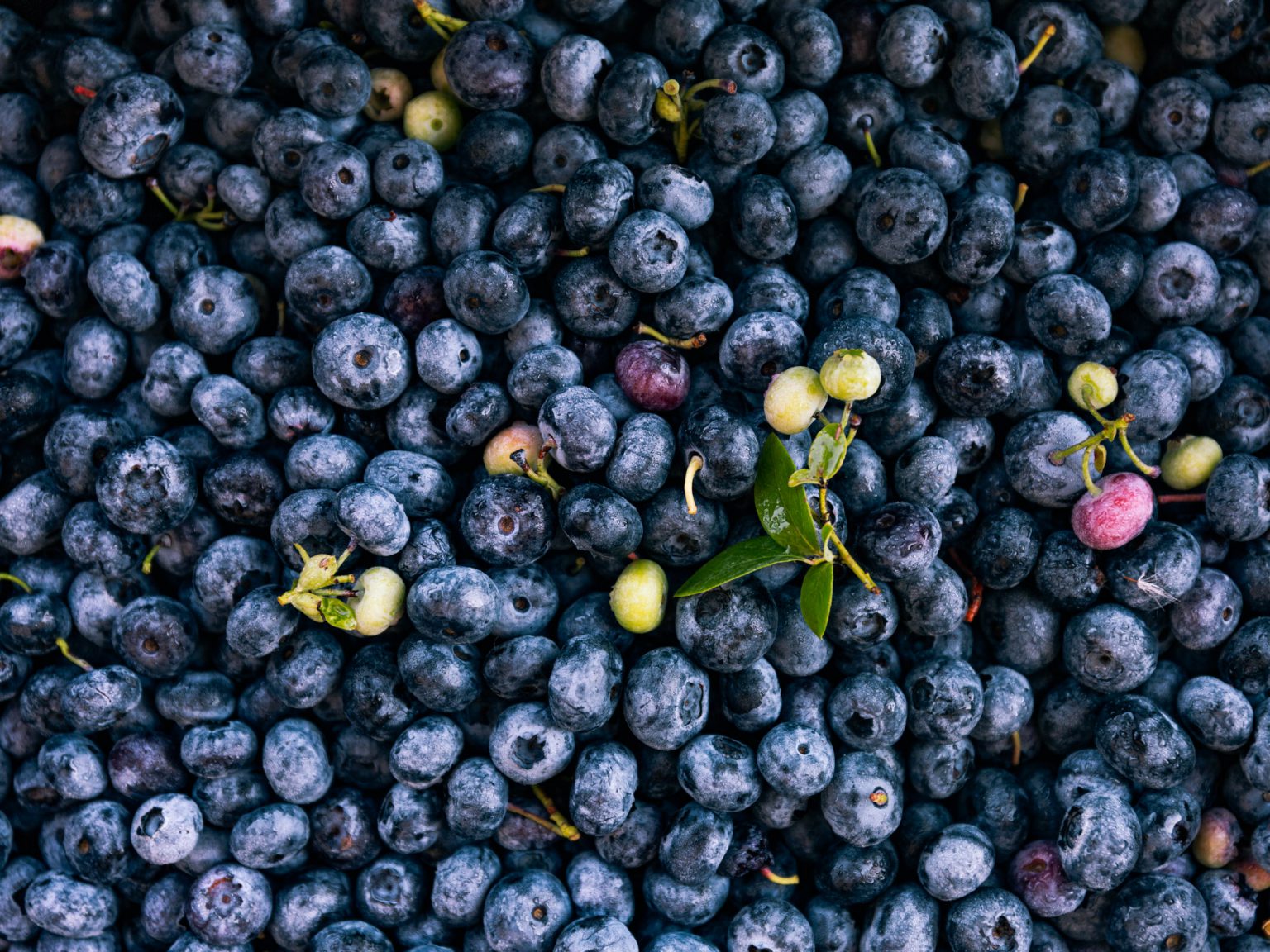 blueberries | Rawismyreligion