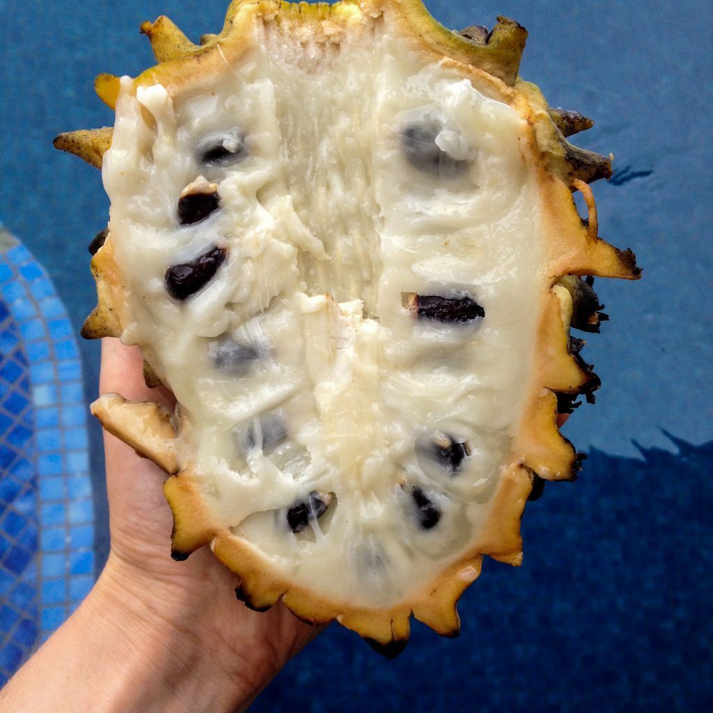 Biriba | Rawismyreligion