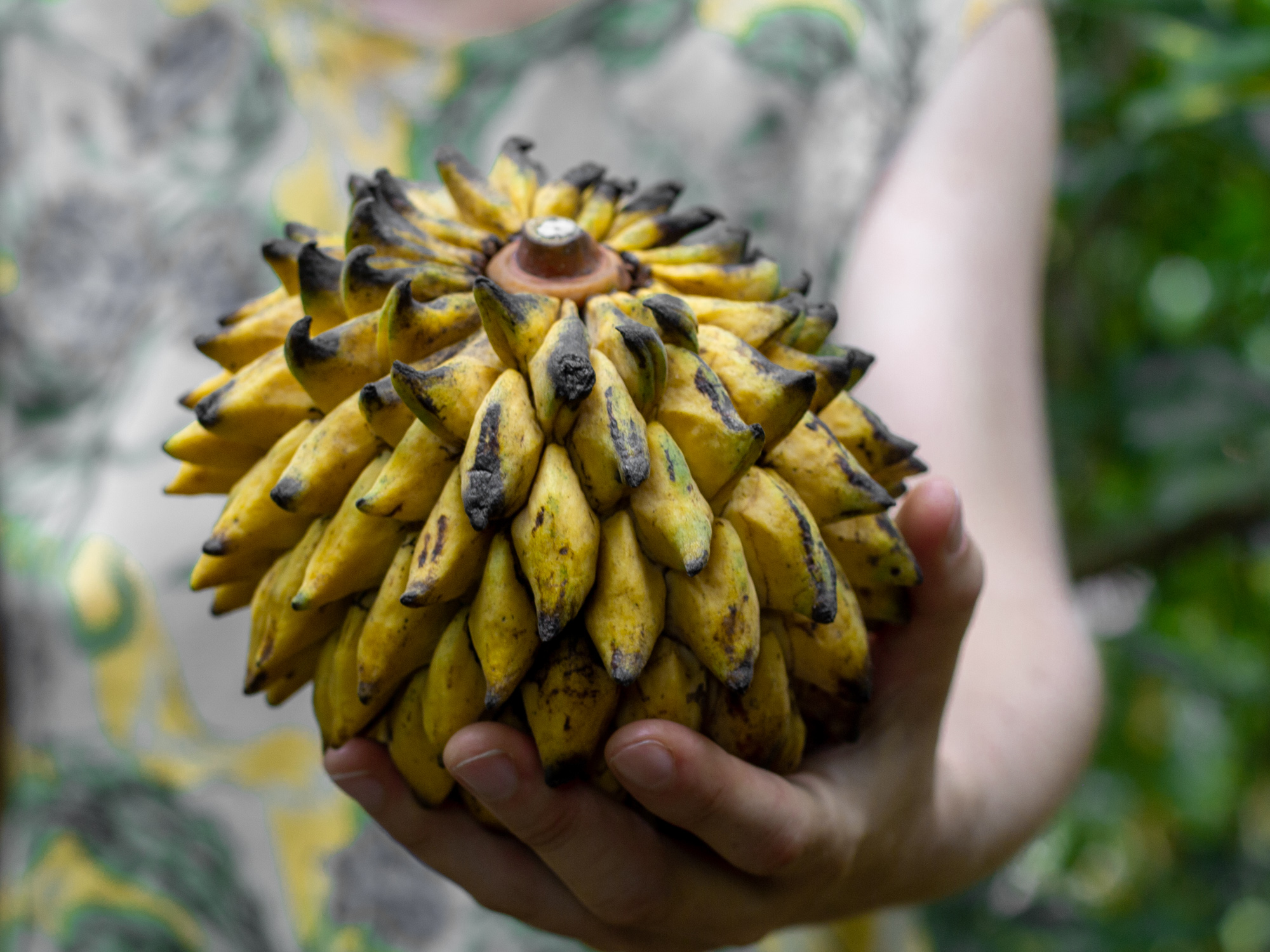 Biriba | Rawismyreligion