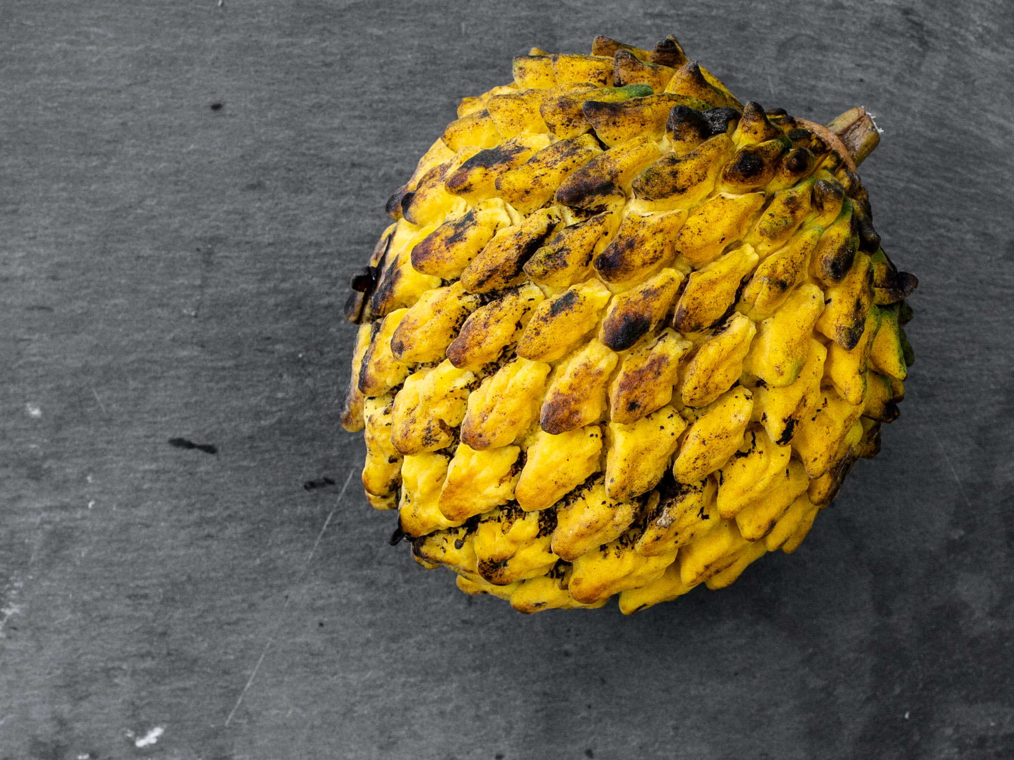 Biriba | Rawismyreligion