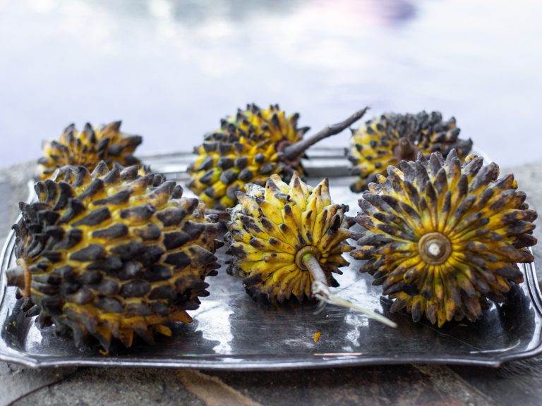 Biriba | Rawismyreligion