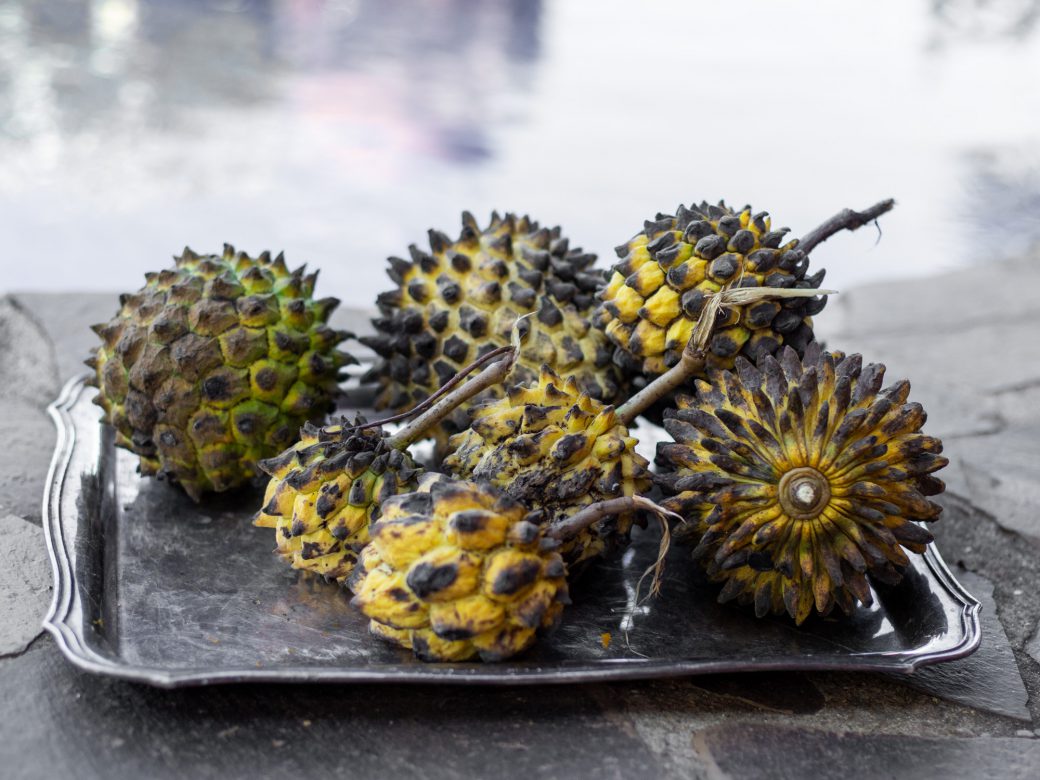 Biriba | Rawismyreligion