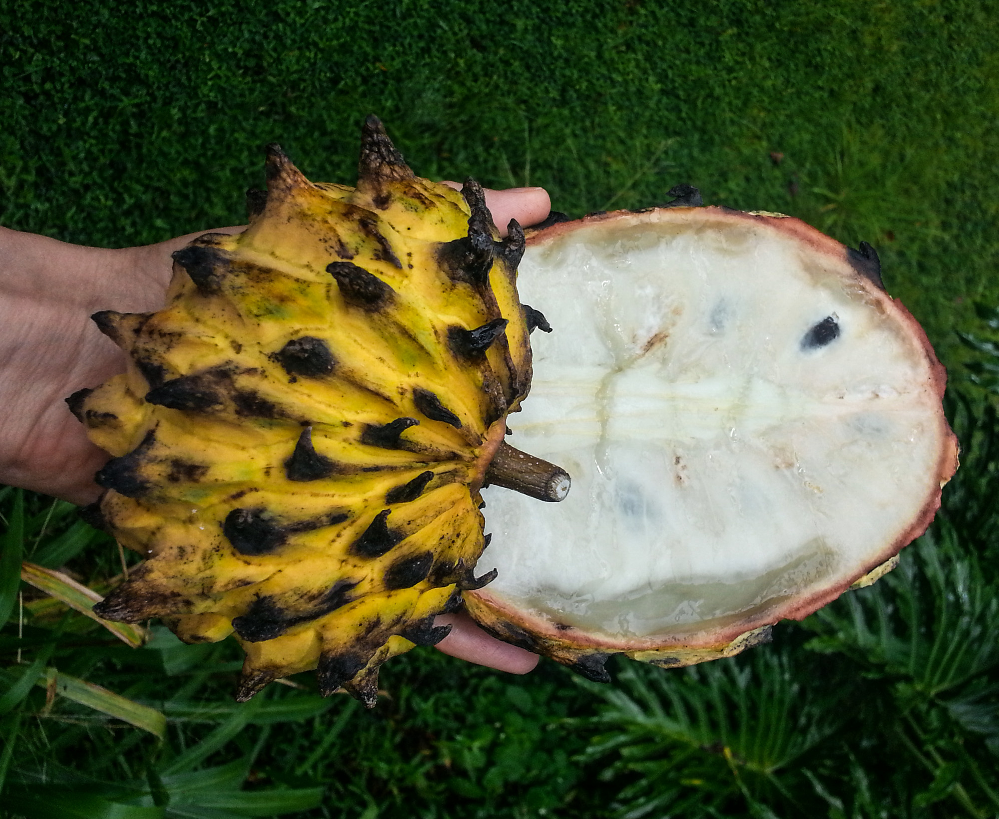 Biriba | Rawismyreligion