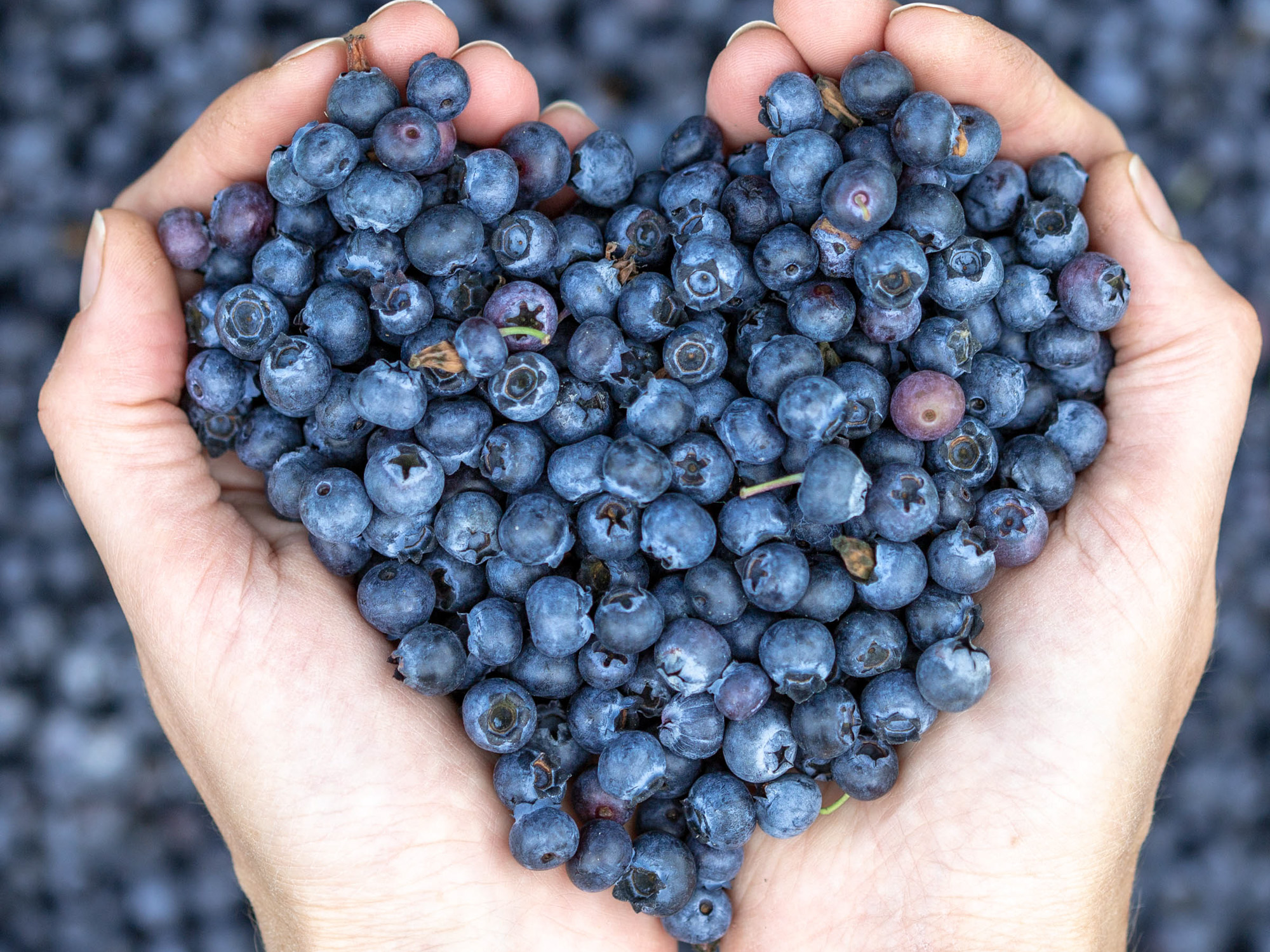 blueberries | Rawismyreligion