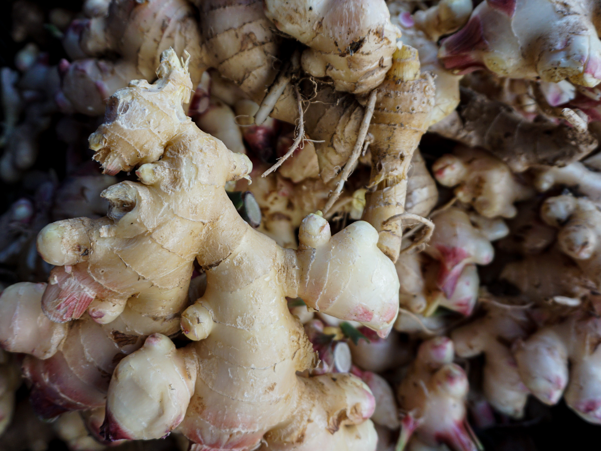 ginger | Rawismyreligion